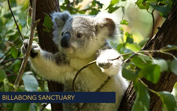 Experience the Unique Wildlife at Billabong Sanctuary